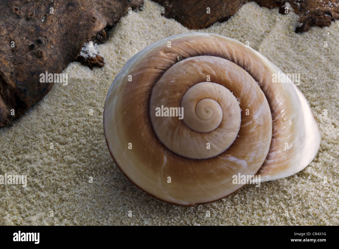 Giant driftwood hi-res stock photography and images - Alamy