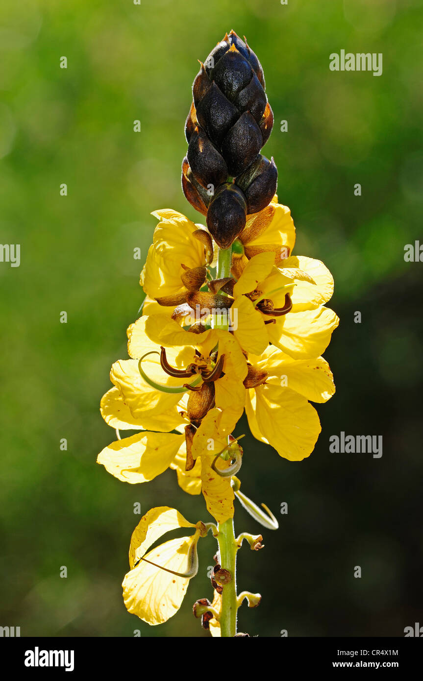 African Senna, Popcorn Senna, Candelabra Tree or Peanut Butter Cassia ...