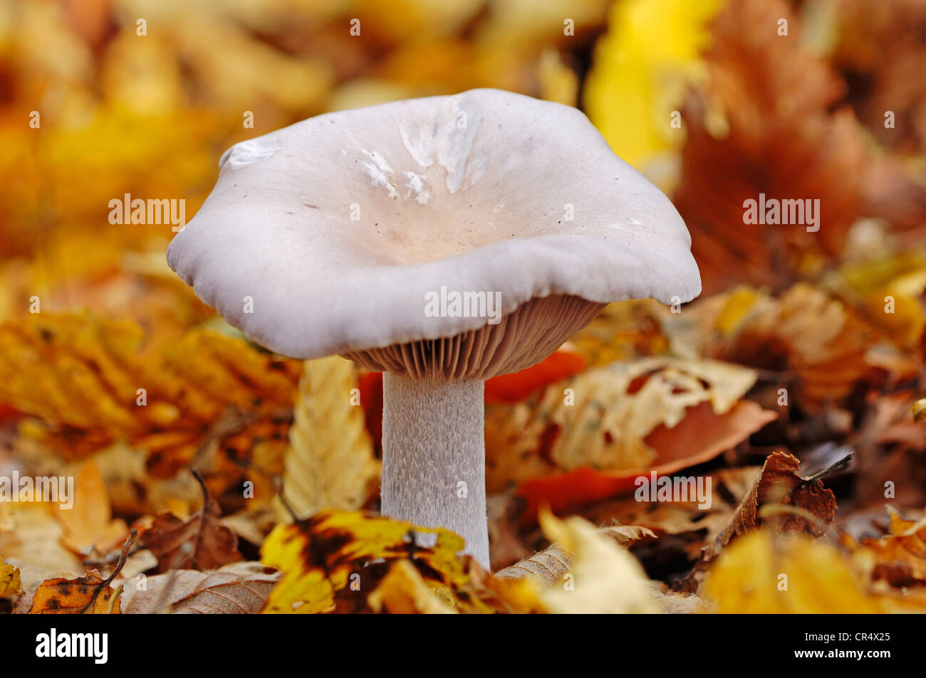 Blue stalk mushroom hi-res stock photography and images - Alamy