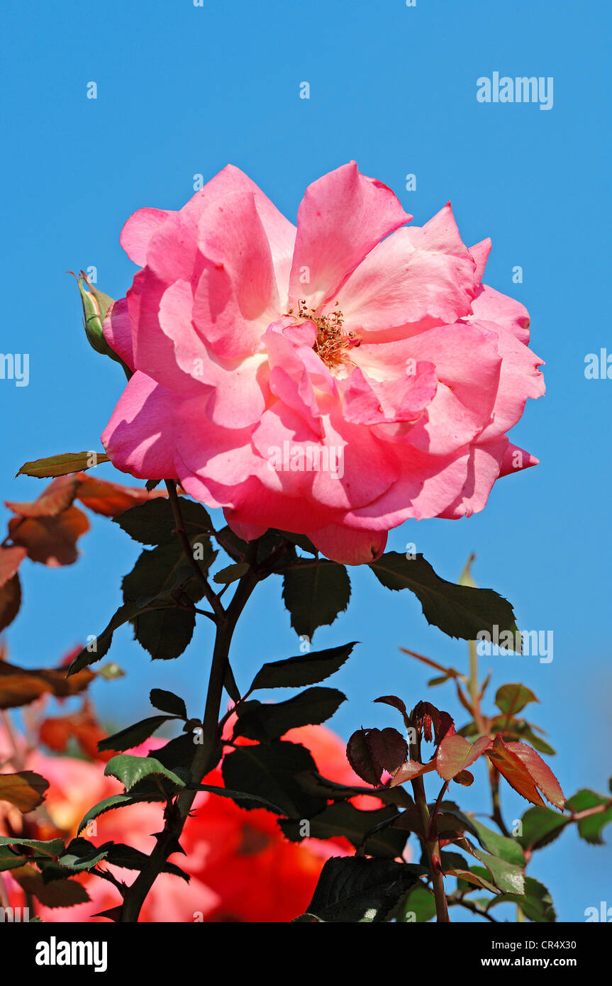 Lydia rose hi-res stock photography and images - Alamy