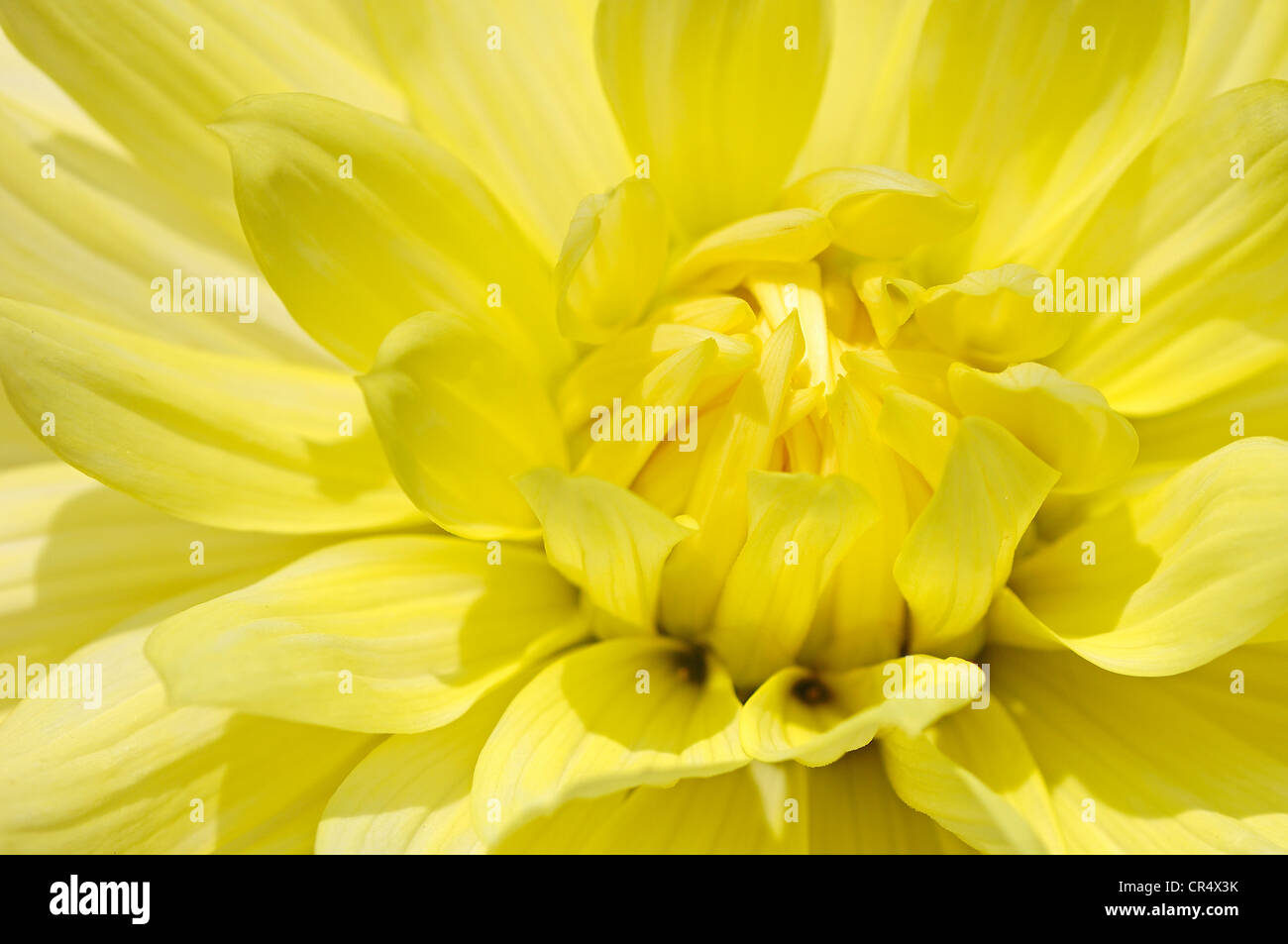 Dahlia Bruno Muth (Dahlia sp.), flower detail Stock Photo - Alamy