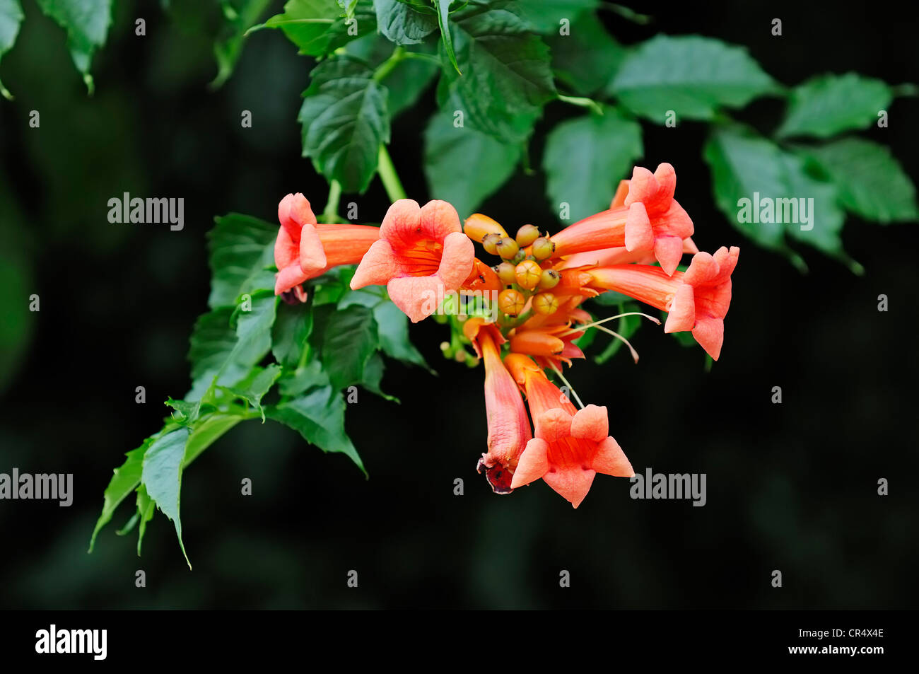 Trumpet Creeper or Trumpet Vine (Campsis radicans), native to southern ...