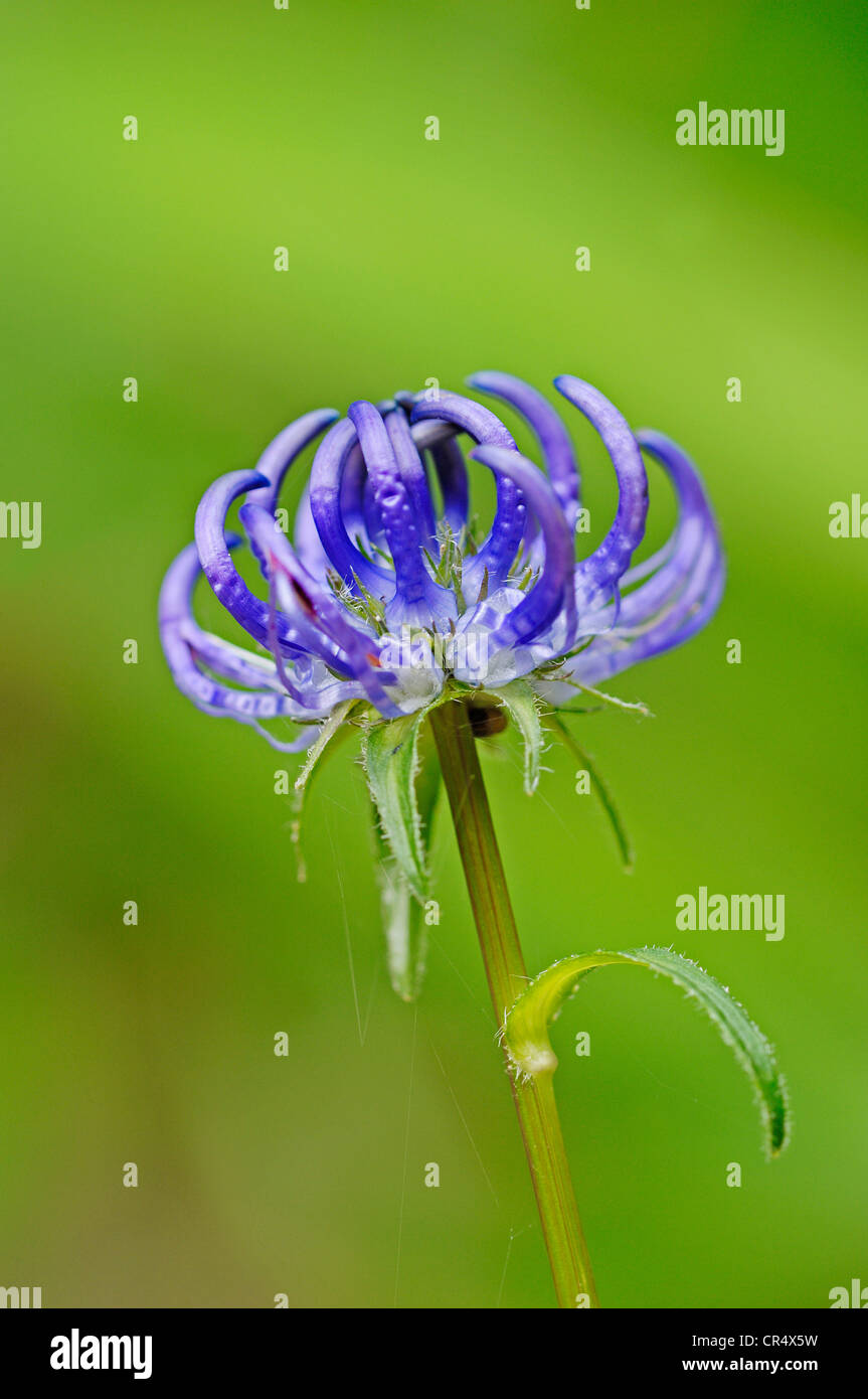 Round-headed rampion (Phyteuma orbiculare), National Park Berchtesgaden ...