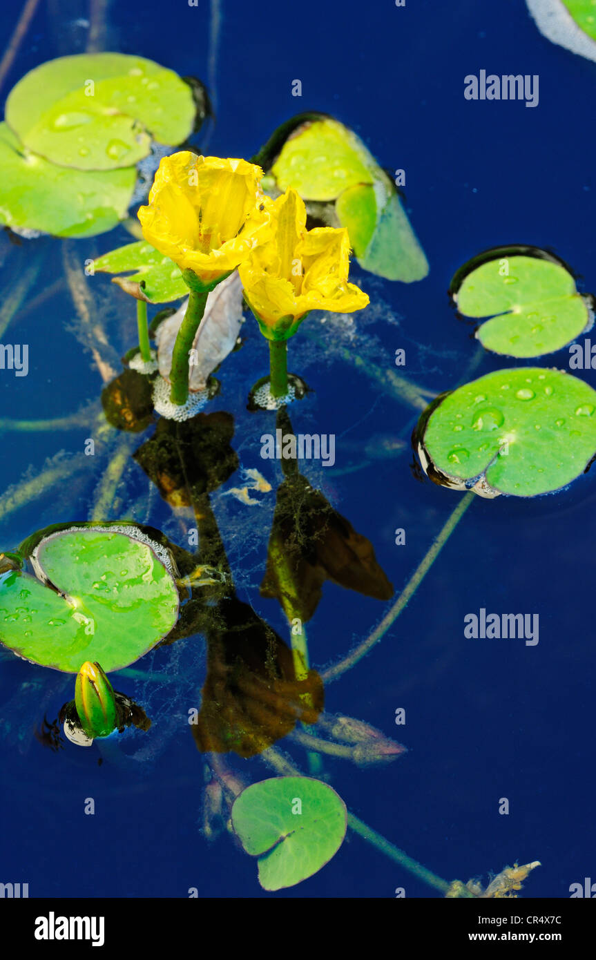 Fringed water-lily, Yellow floating-heart, Water fringe (Nymphoides ...