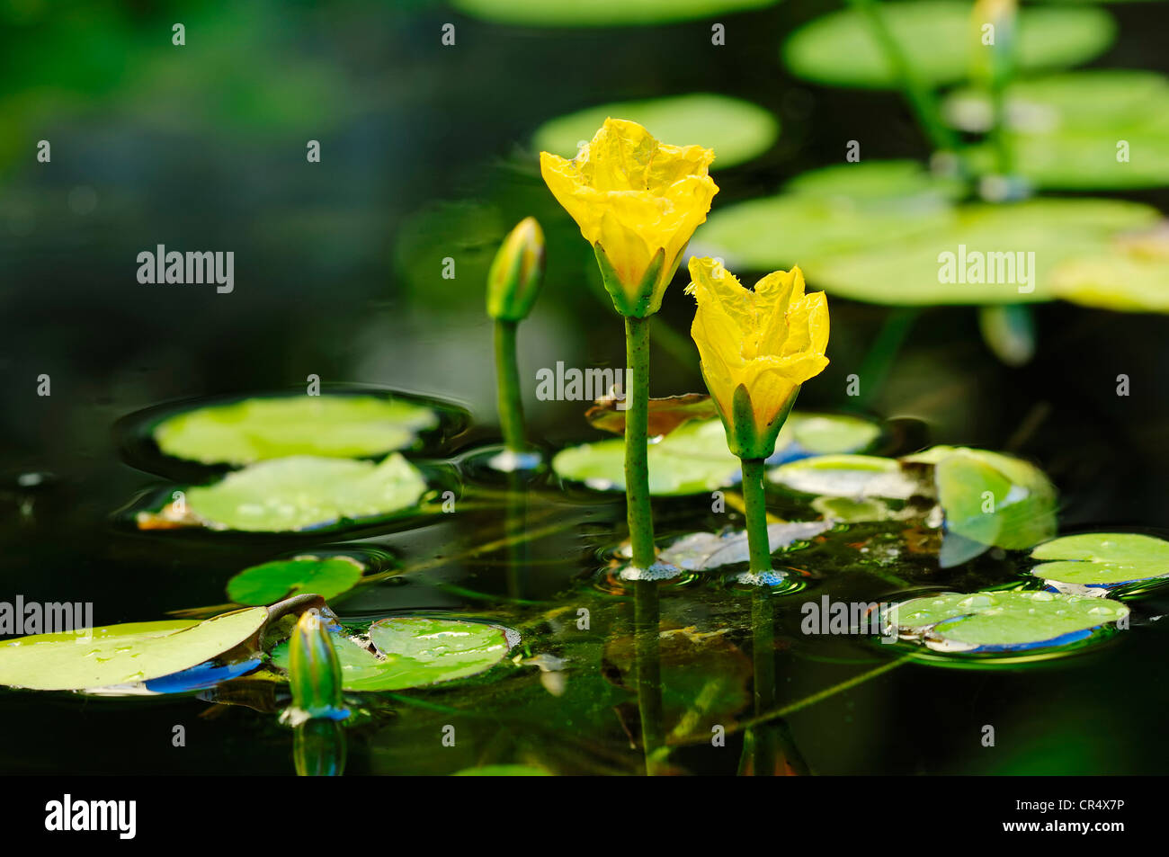 Fringed water-lily, Yellow floating-heart, Water fringe (Nymphoides ...