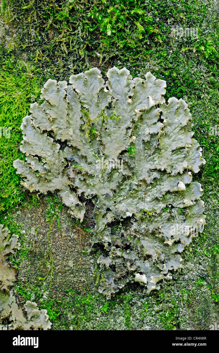 Parmelia lichen (Parmelia spec.), Berchtesgaden National Park, Bavaria ...