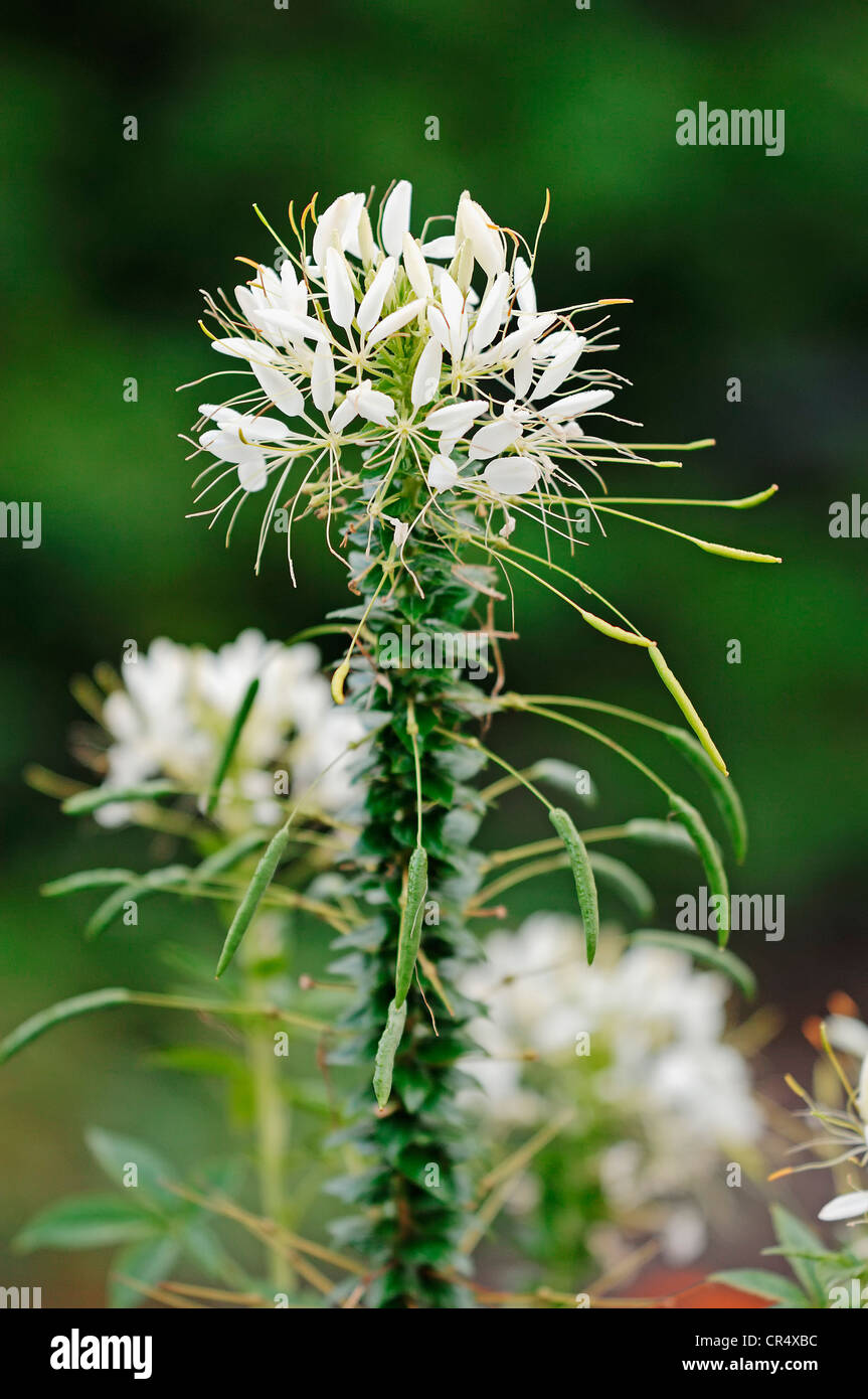 Spider flower or spider plant (Cleome spinosa, Cleome hassleriana ...