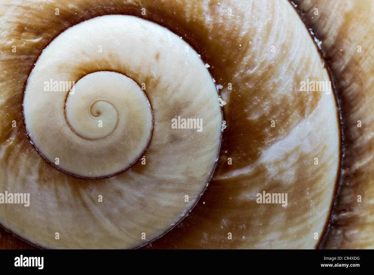 Giant Brown Snail shell Stock Photo - Alamy