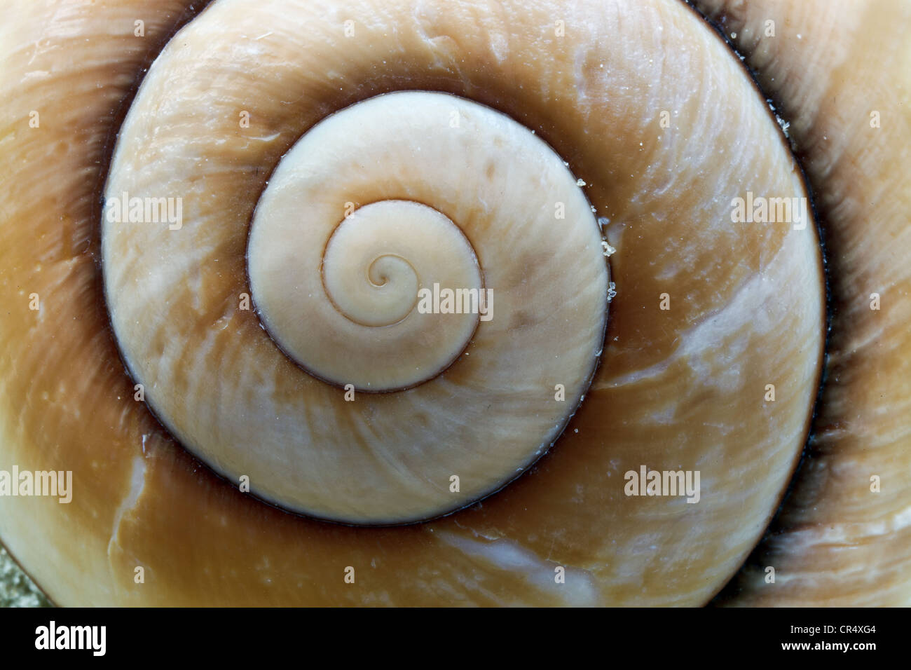 Giant Brown Snail shell Stock Photo - Alamy
