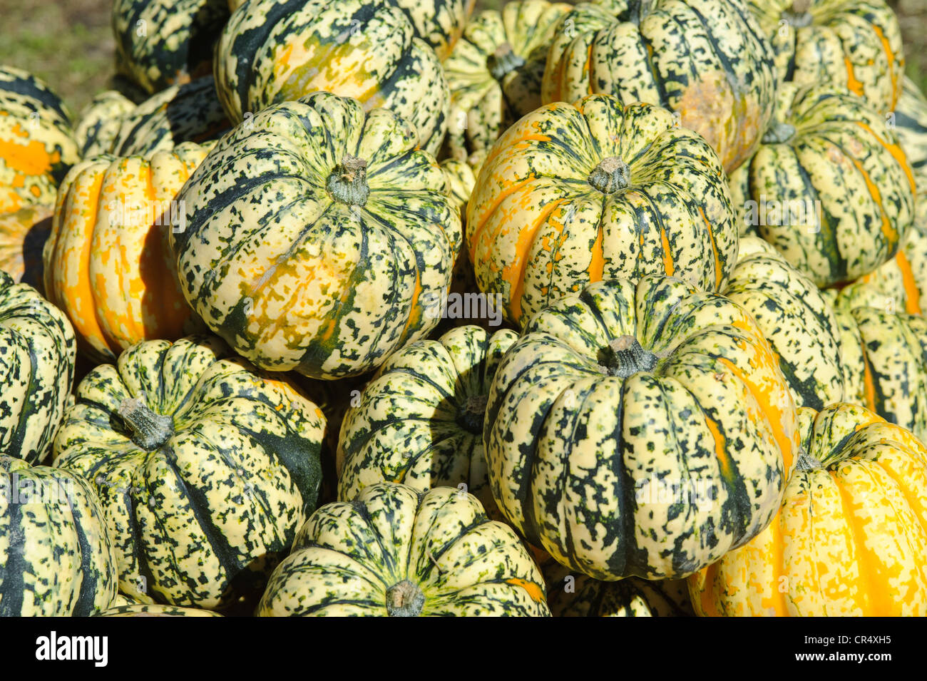 Pumpkins (Cucurbita), Sweet Dumpling Stock Photo - Alamy