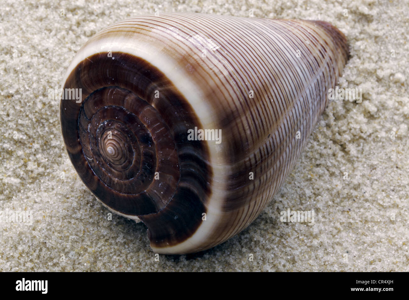 Cone shaped shell hi-res stock photography and images - Alamy