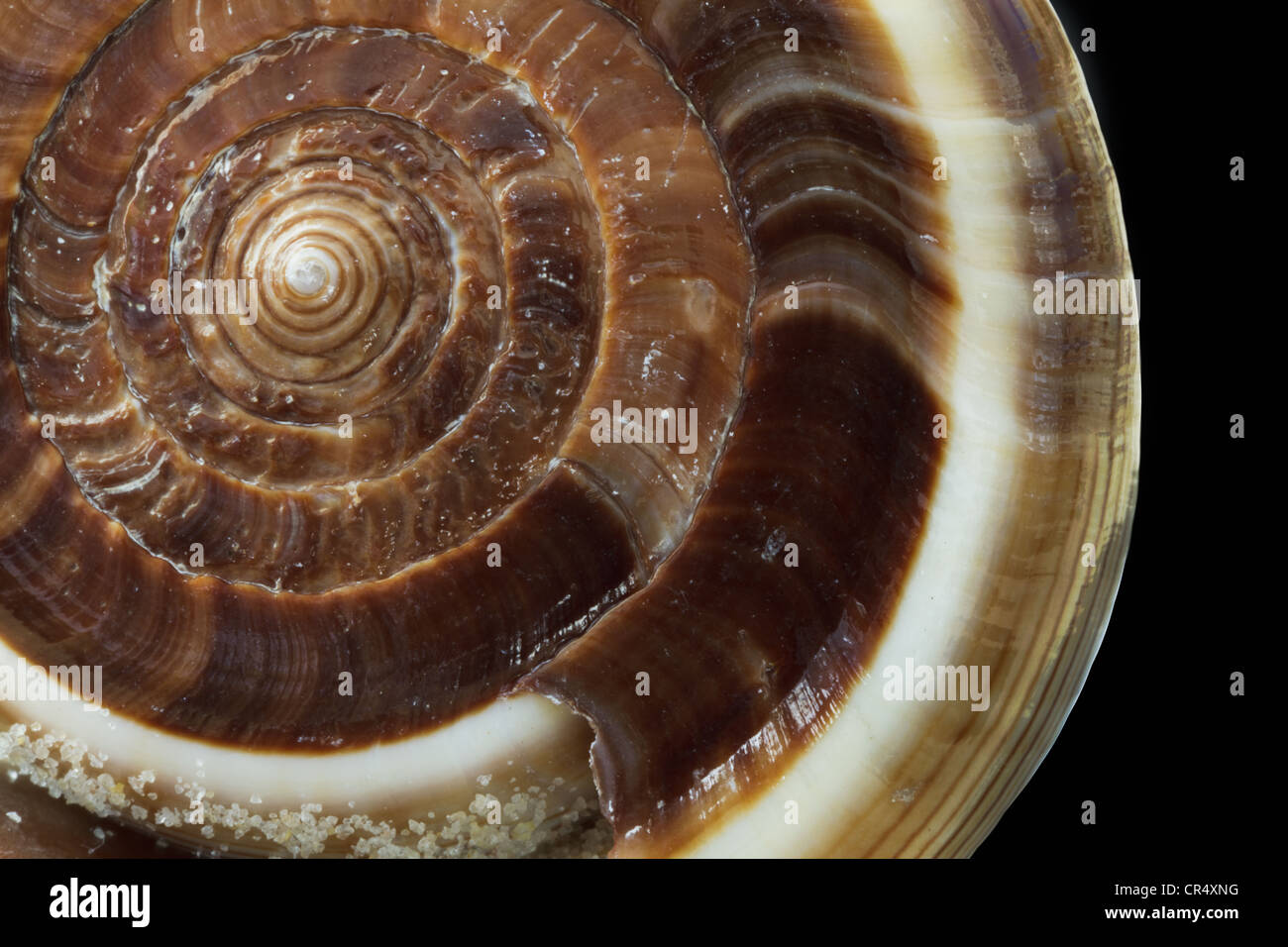 Cone shaped shell hi-res stock photography and images - Alamy