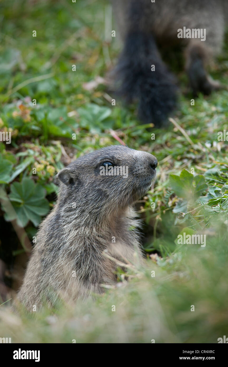Alpine Marmot (Marmota marmota) peering out of an escape hole, Avers ...