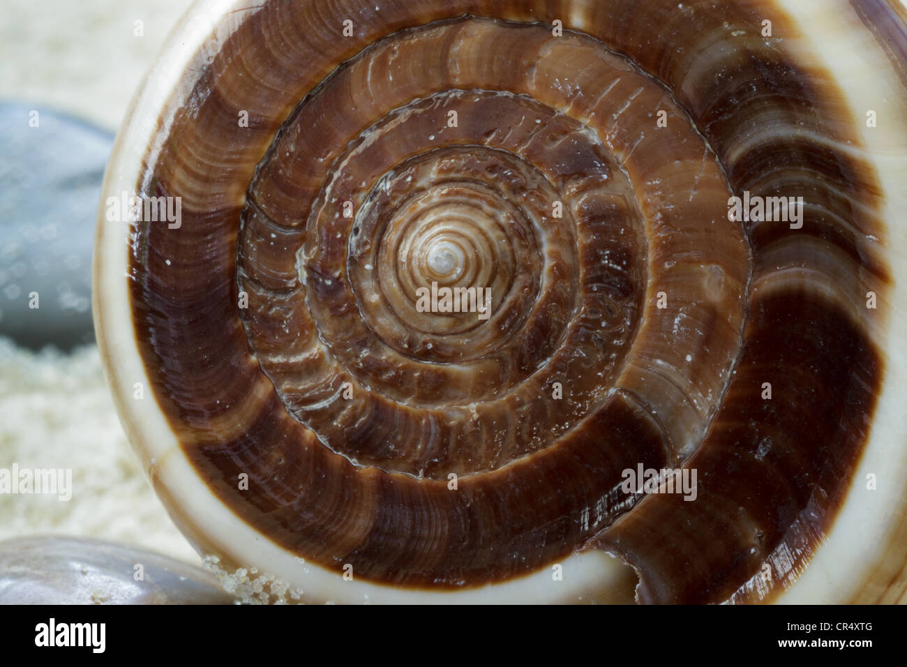 Cone Shaped Shell High Resolution Stock Photography and Images - Alamy