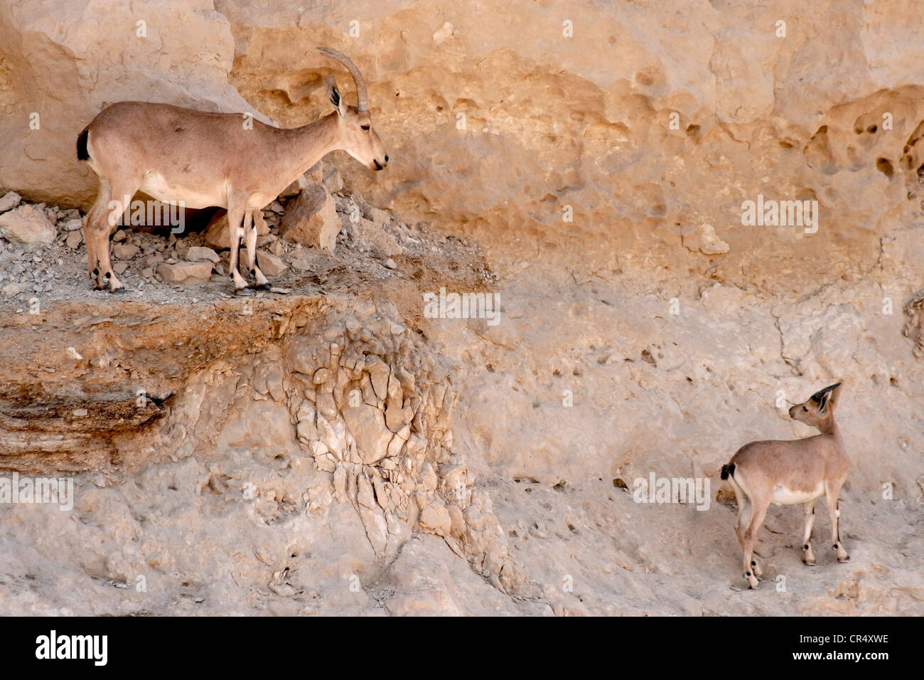 Nubian ibex hi-res stock photography and images - Alamy