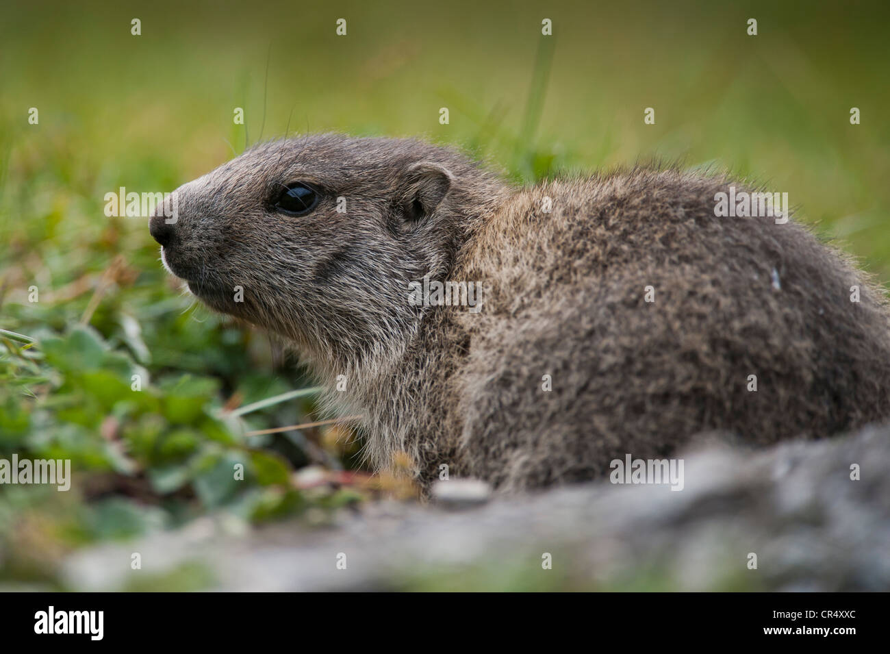 Marmota marmota young hi-res stock photography and images - Alamy