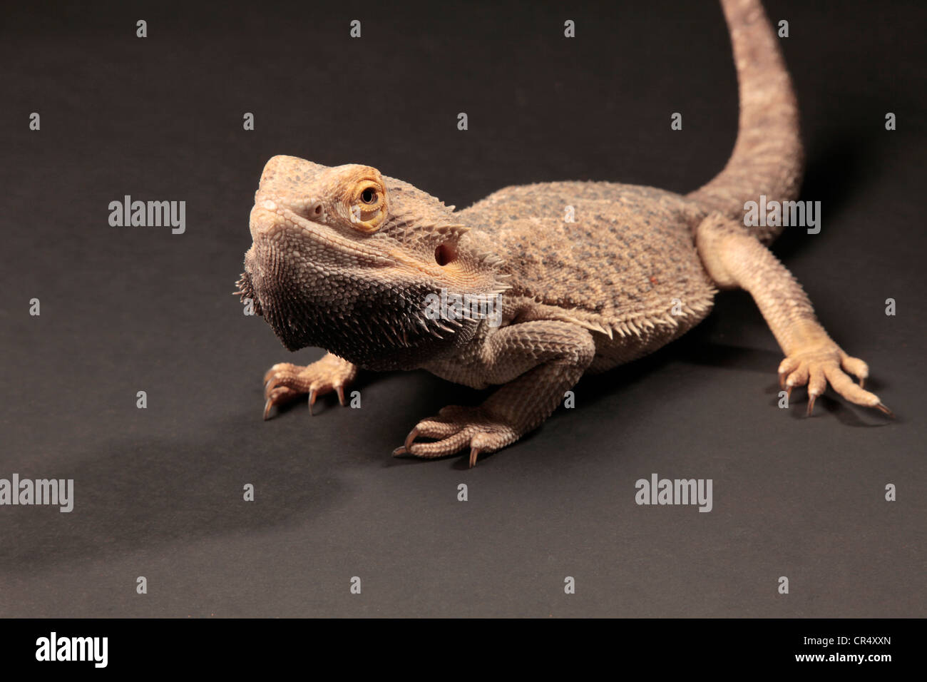 Dragons Claw High Resolution Stock Photography and Images - Alamy