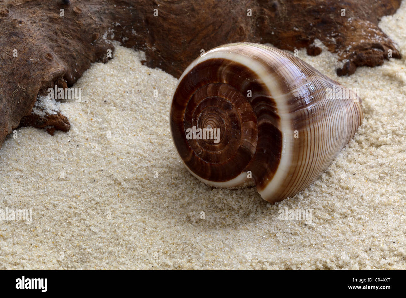 Cone shaped shell hi-res stock photography and images - Alamy