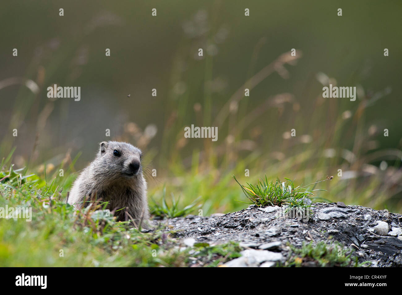 Groundhog burrow hi-res stock photography and images - Alamy