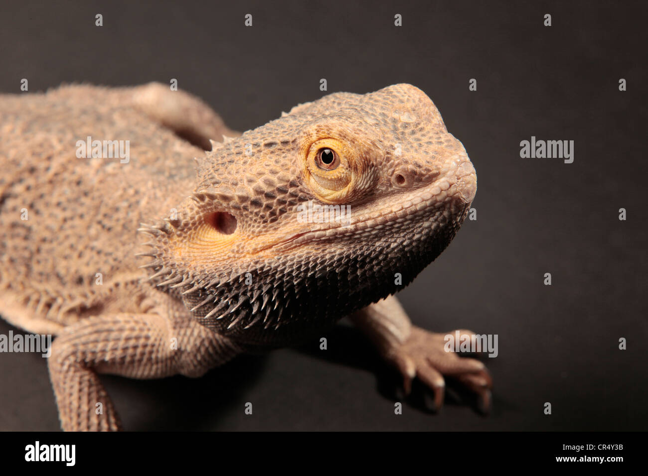Dragon foot claws hi-res stock photography and images - Alamy