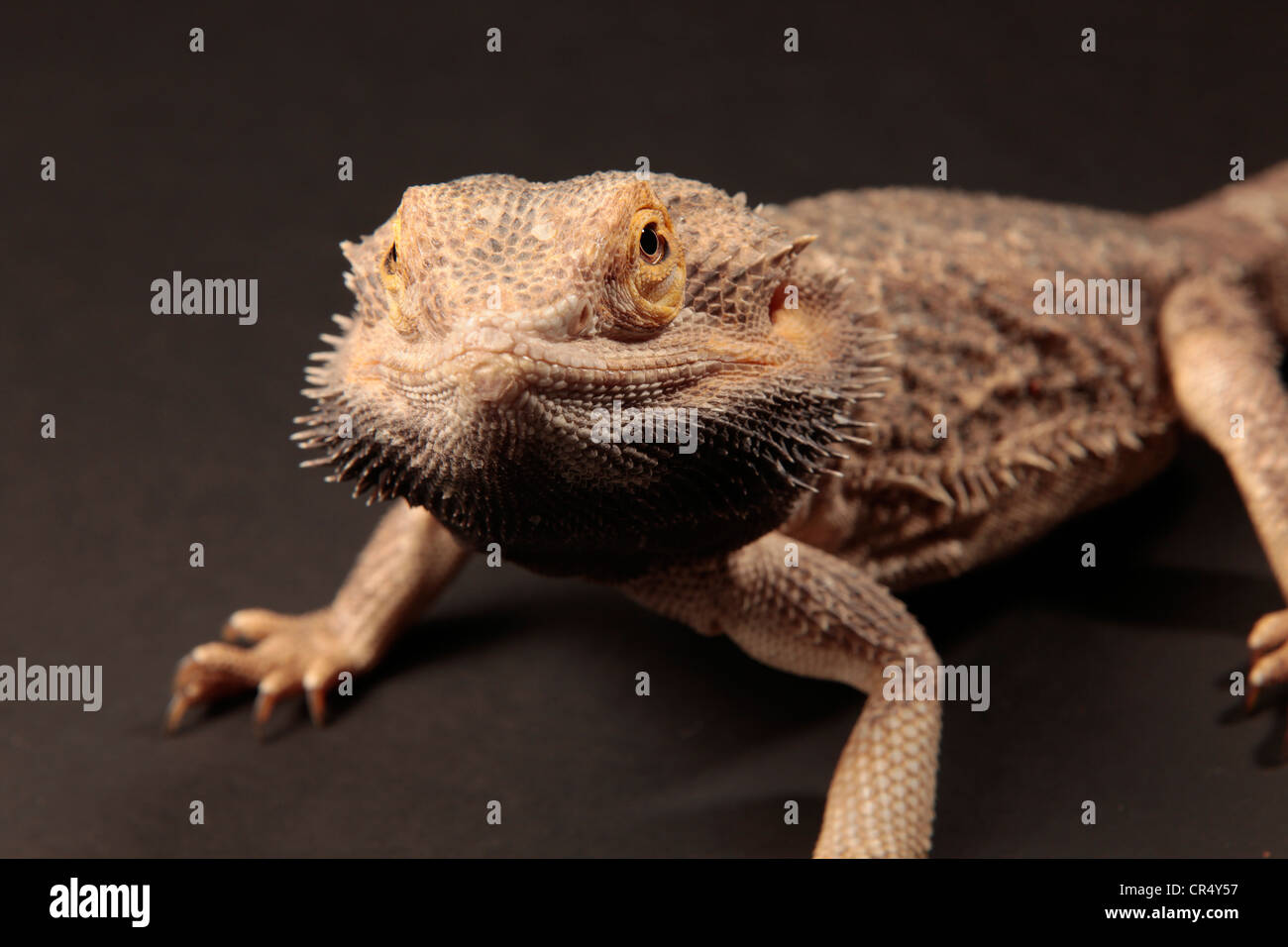 Dragon feet hi-res stock photography and images - Alamy