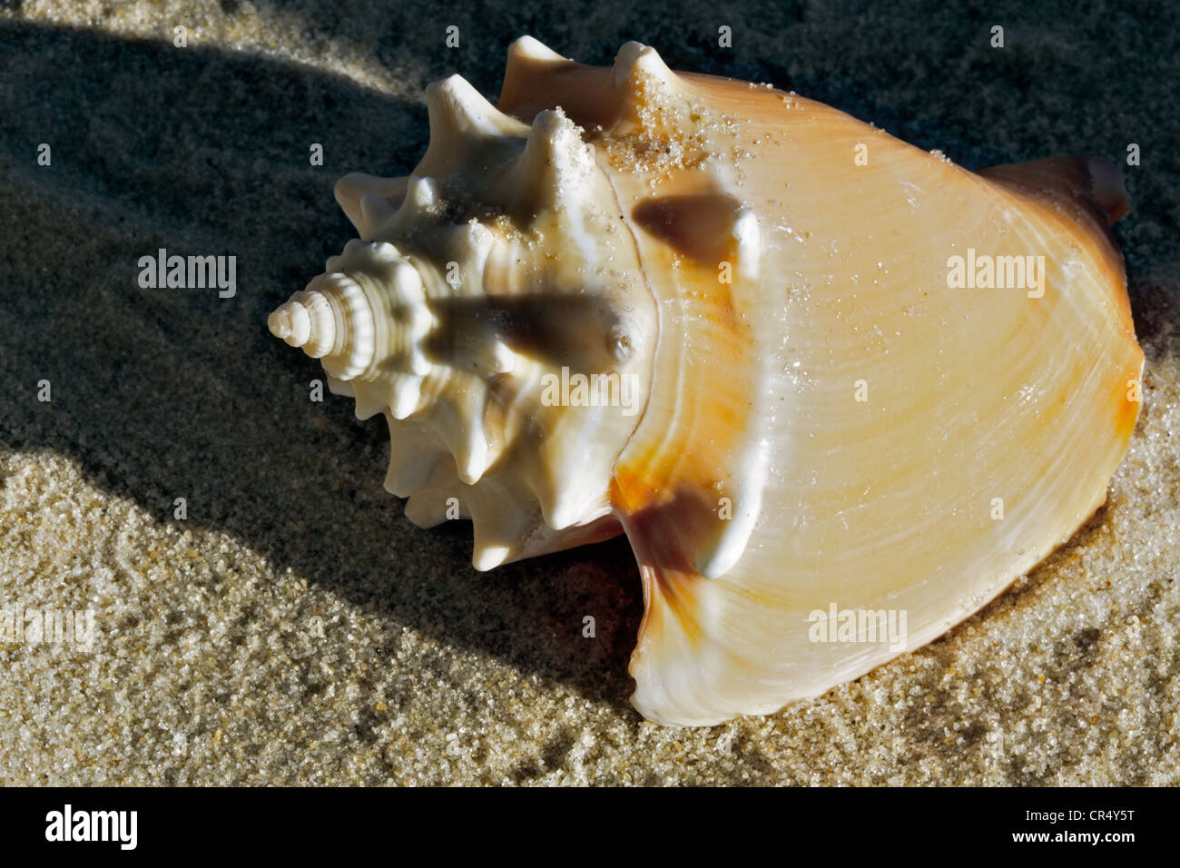 Primrose Conch seashell Stock Photo - Alamy