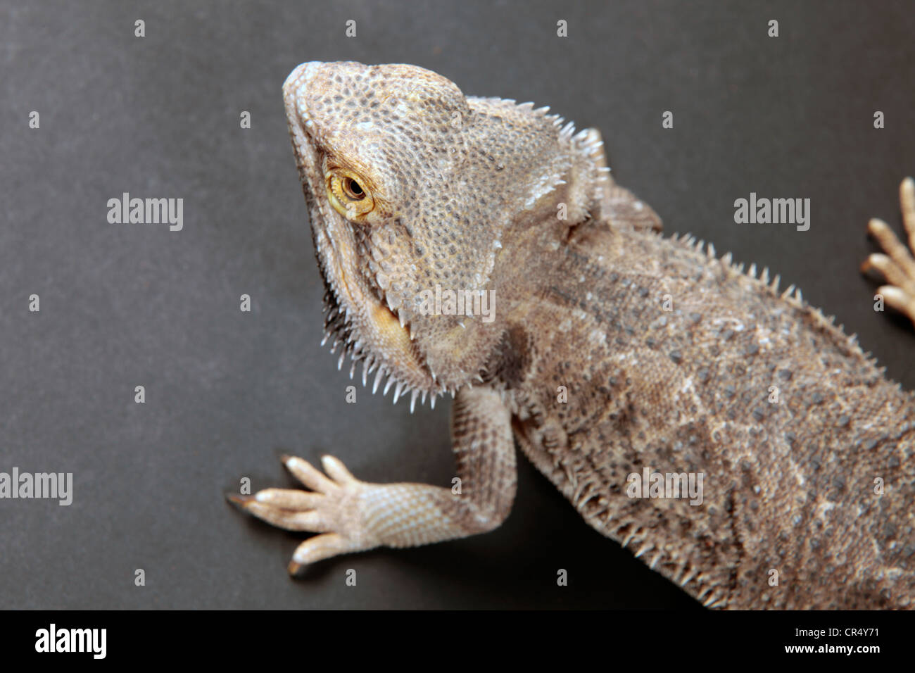 Dragon foot claws hi-res stock photography and images - Alamy