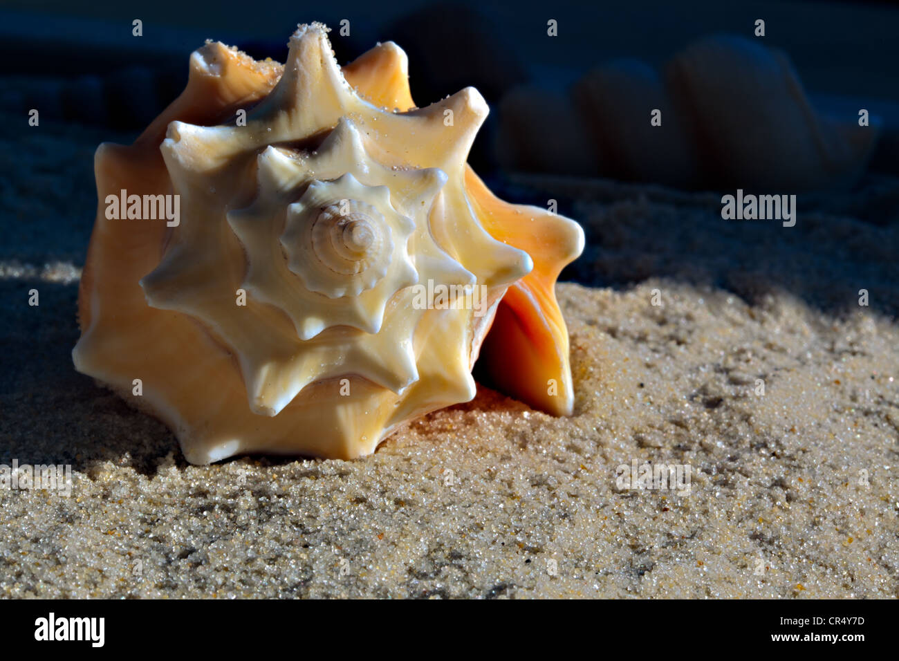 Primrose Conch seashell Stock Photo - Alamy