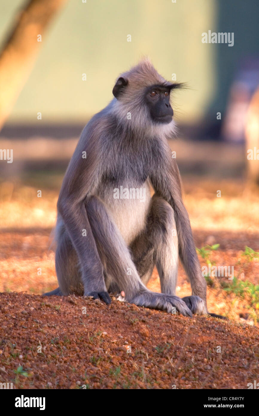Grey Monkey Stock Photos & Grey Monkey Stock Images - Alamy