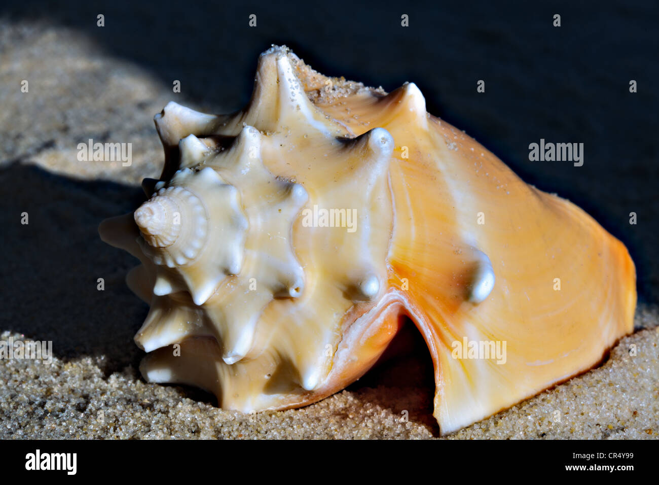 Primrose Conch seashell Stock Photo - Alamy