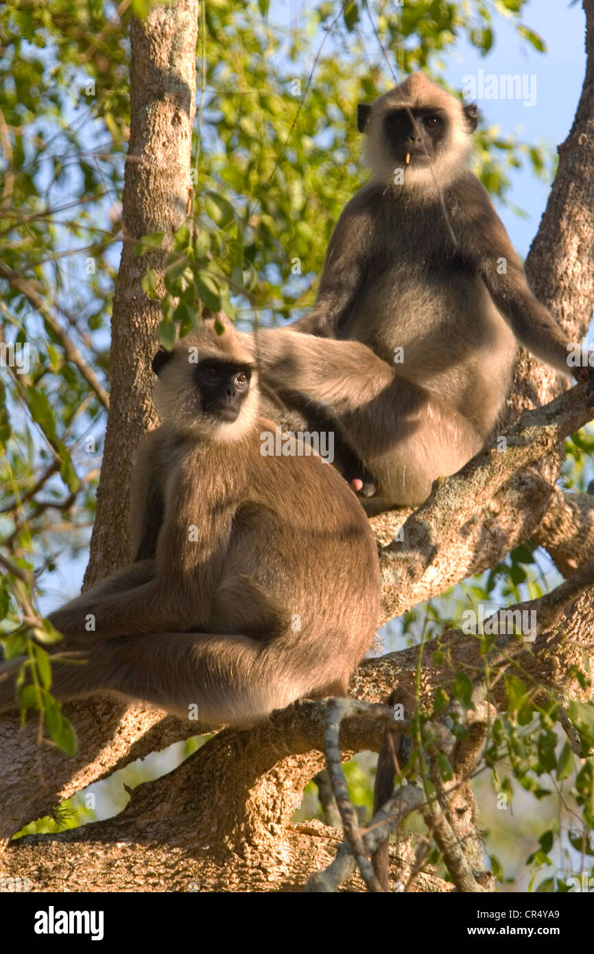 Semnopithecus priam thersites hi-res stock photography and images - Alamy