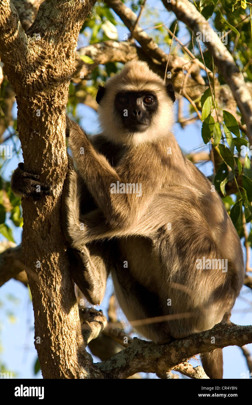 Semnopithecus priam thersites hi-res stock photography and images - Alamy