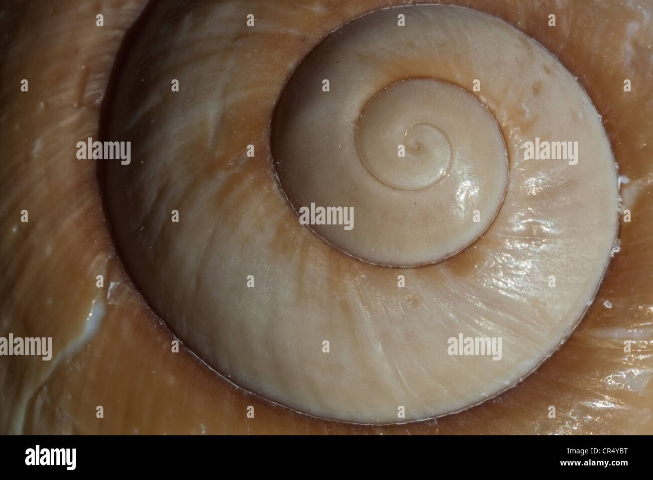 Unique shell structure hi-res stock photography and images - Alamy