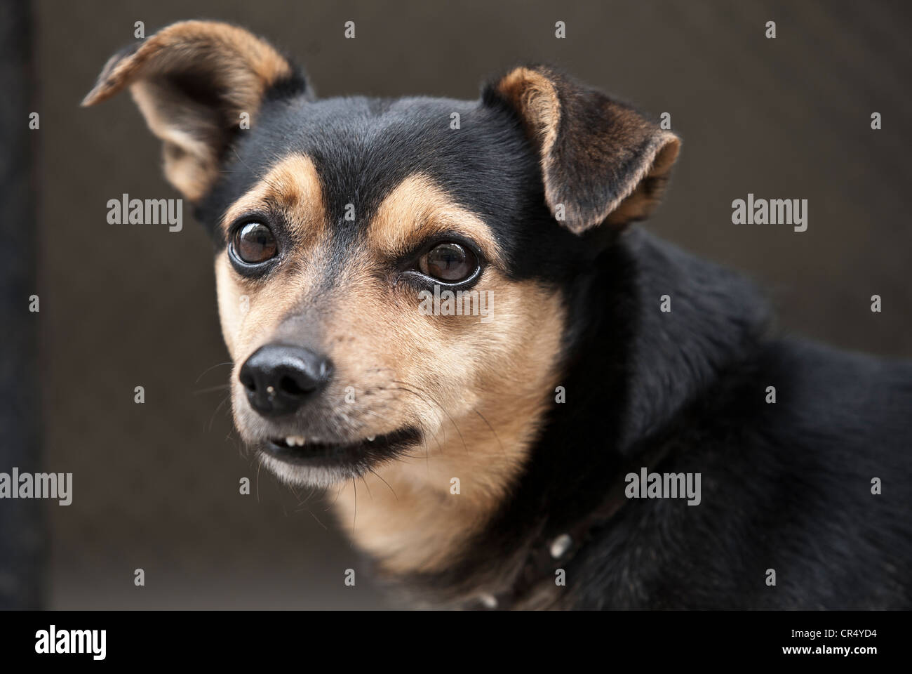 Mongrel Dog High Resolution Stock Photography and Images - Alamy