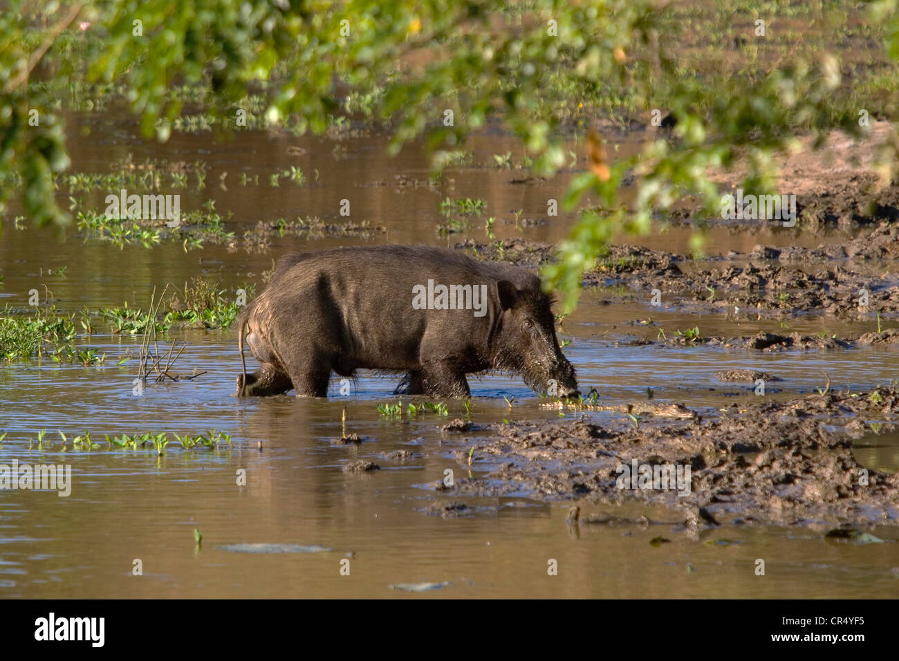 Boar crocodile hi-res stock photography and images - Alamy