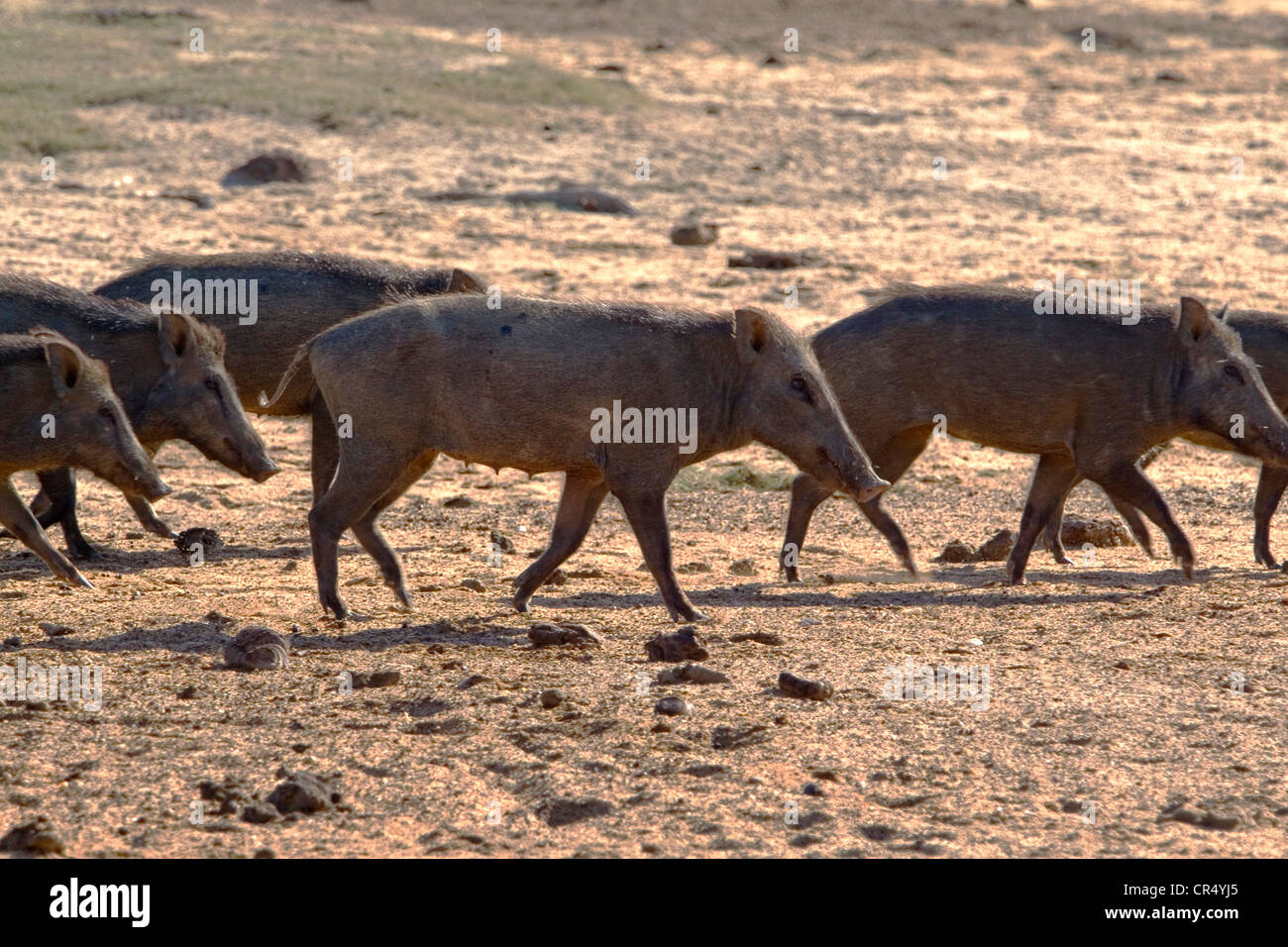 Yala National Park Sri Lanka Wild Boar High Resolution Stock ...