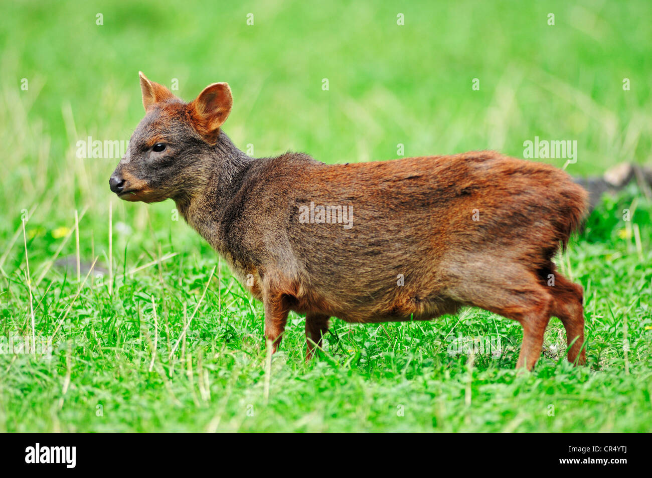 Southern Pudu (Pudu pudu), female, South American species, captive ...
