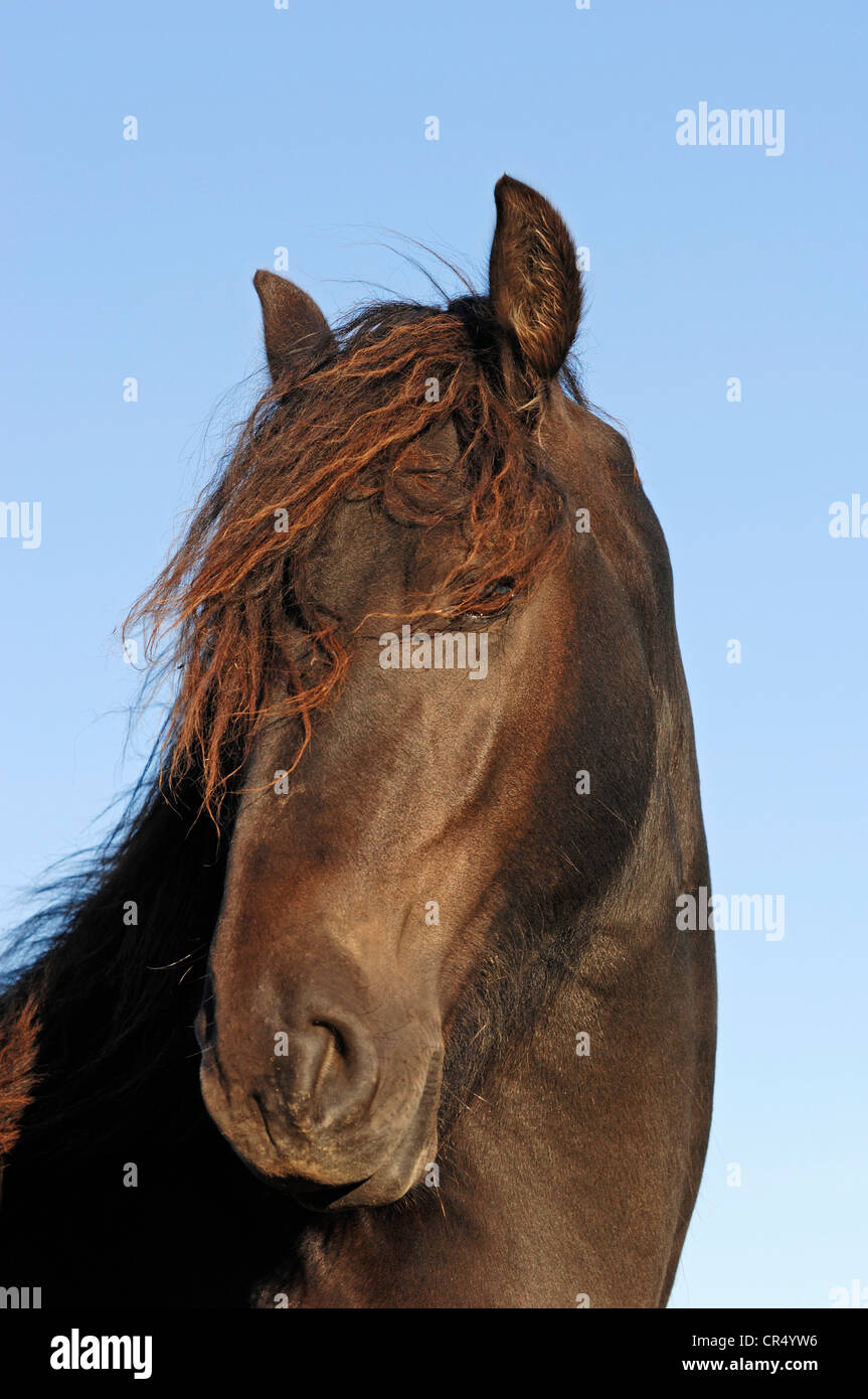 Landais pony hi-res stock photography and images - Alamy