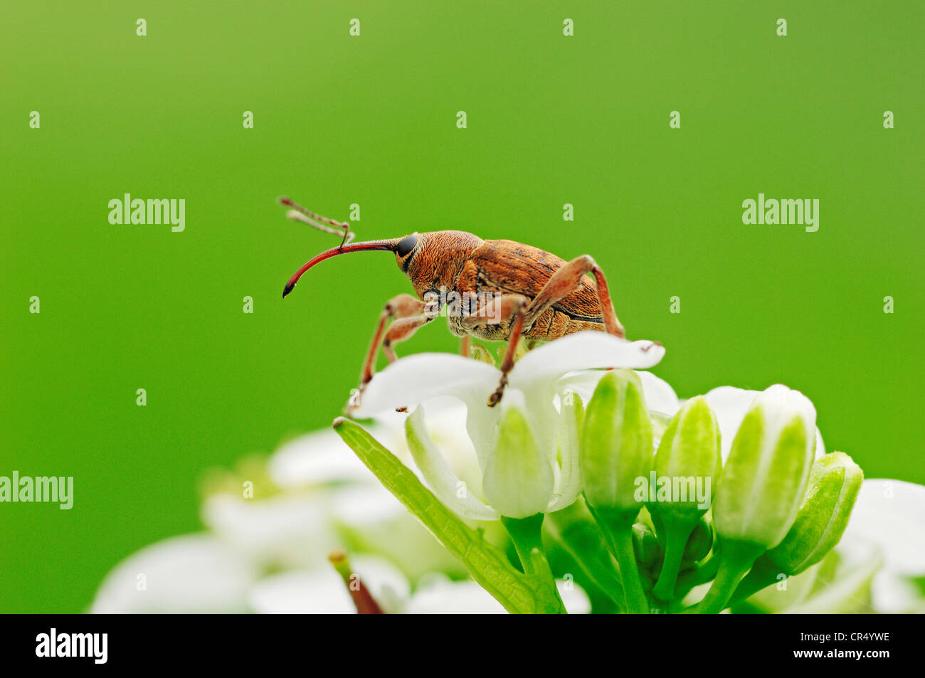 Acorn Weevil (Curculio venosus), North Rhine-Westphalia, Germany ...