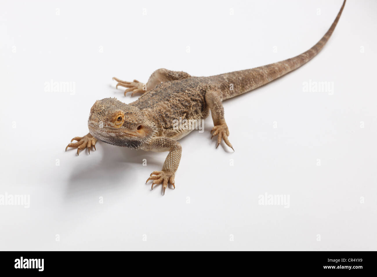 Dragon feet hi-res stock photography and images - Alamy