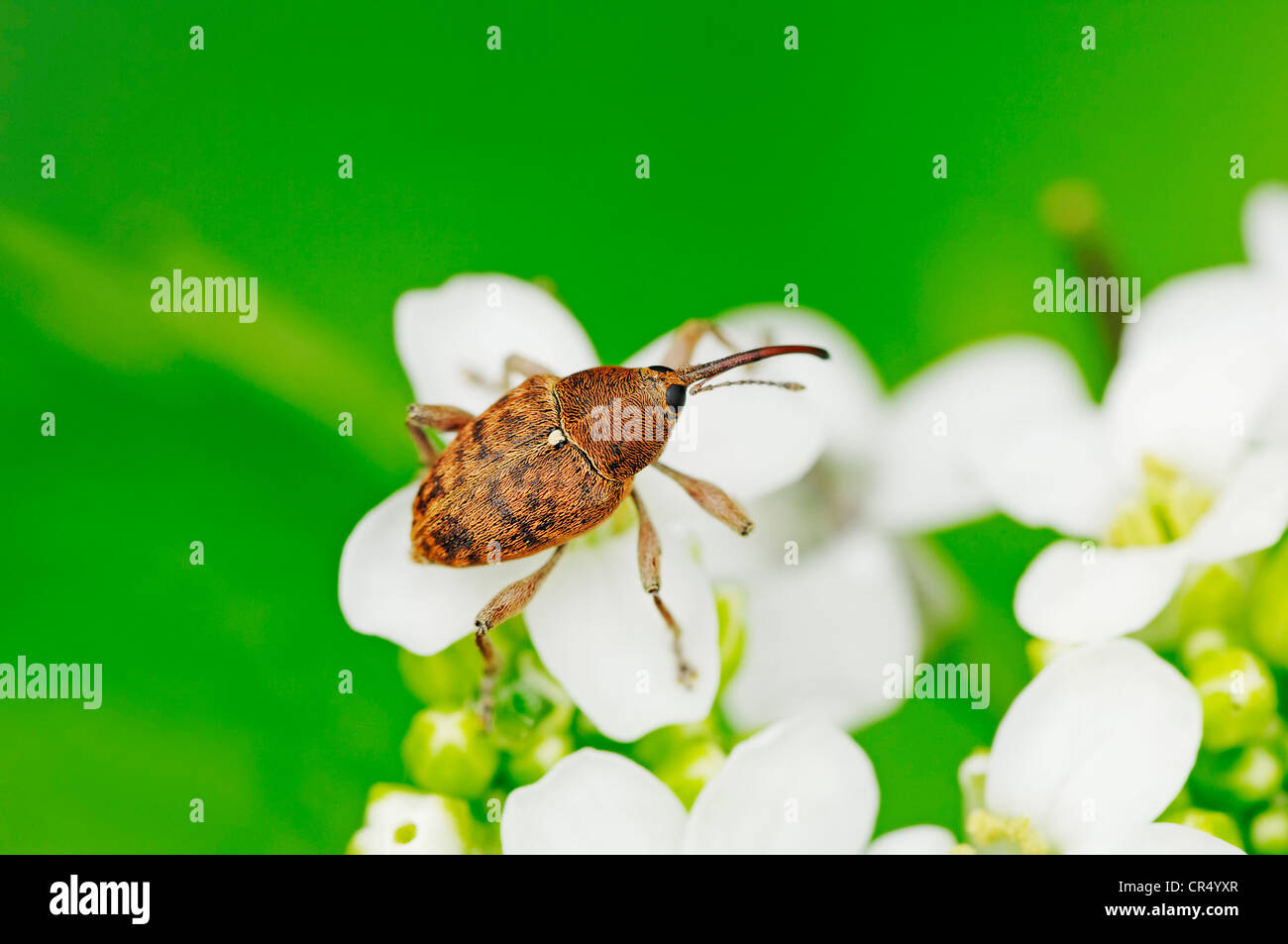 Acorn weevil curculio venosus hi-res stock photography and images - Alamy