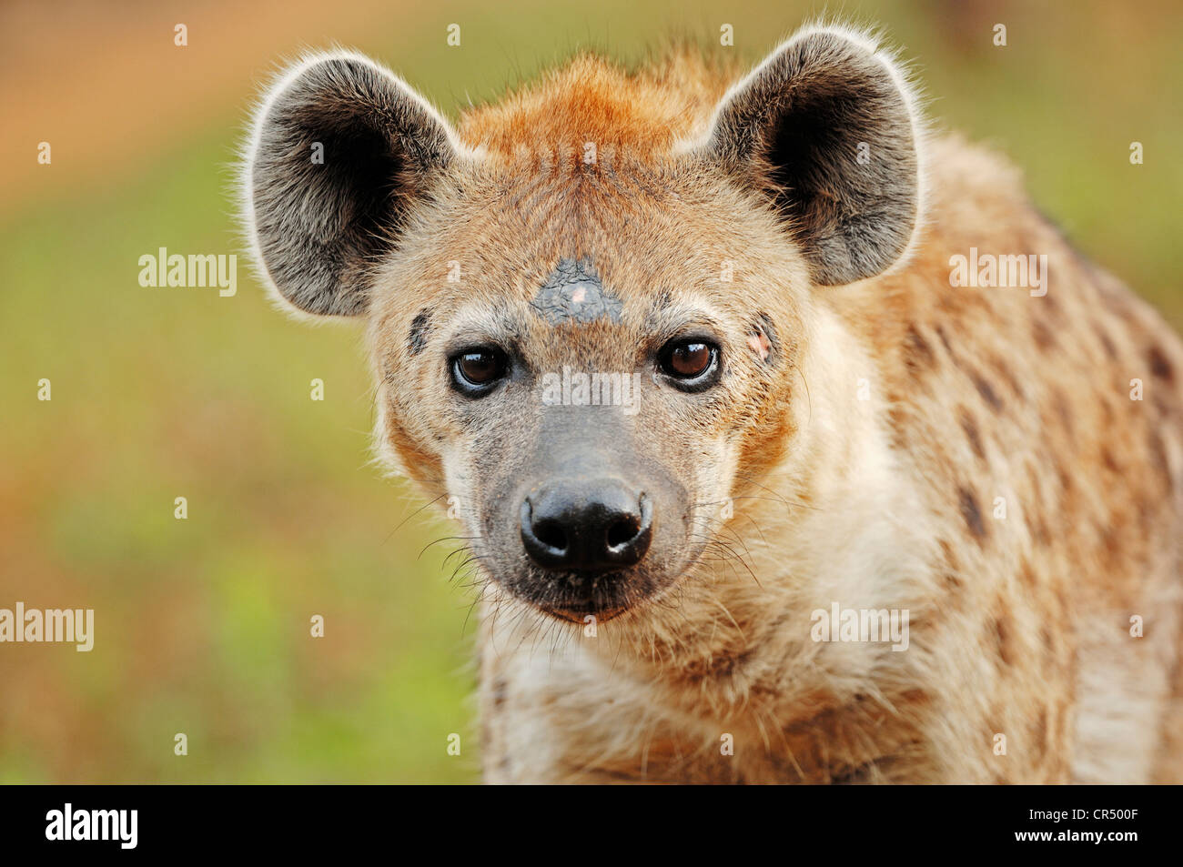 Spotted Hyaena or Laughing Hyena (Crocuta crocuta), native of Africa ...