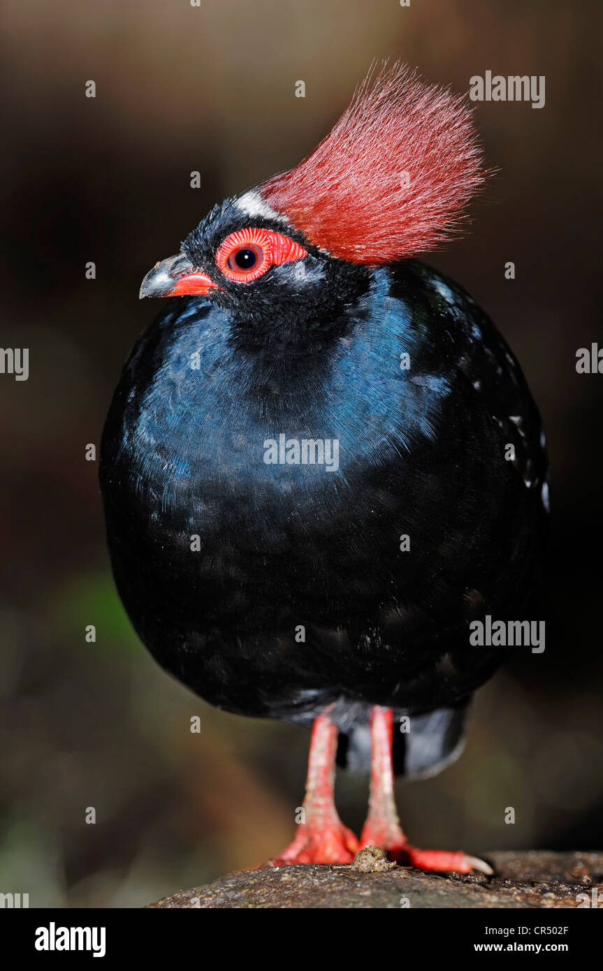 Crested Wood Partridge (Rollulus roulroul), male, native of Asia, in ...