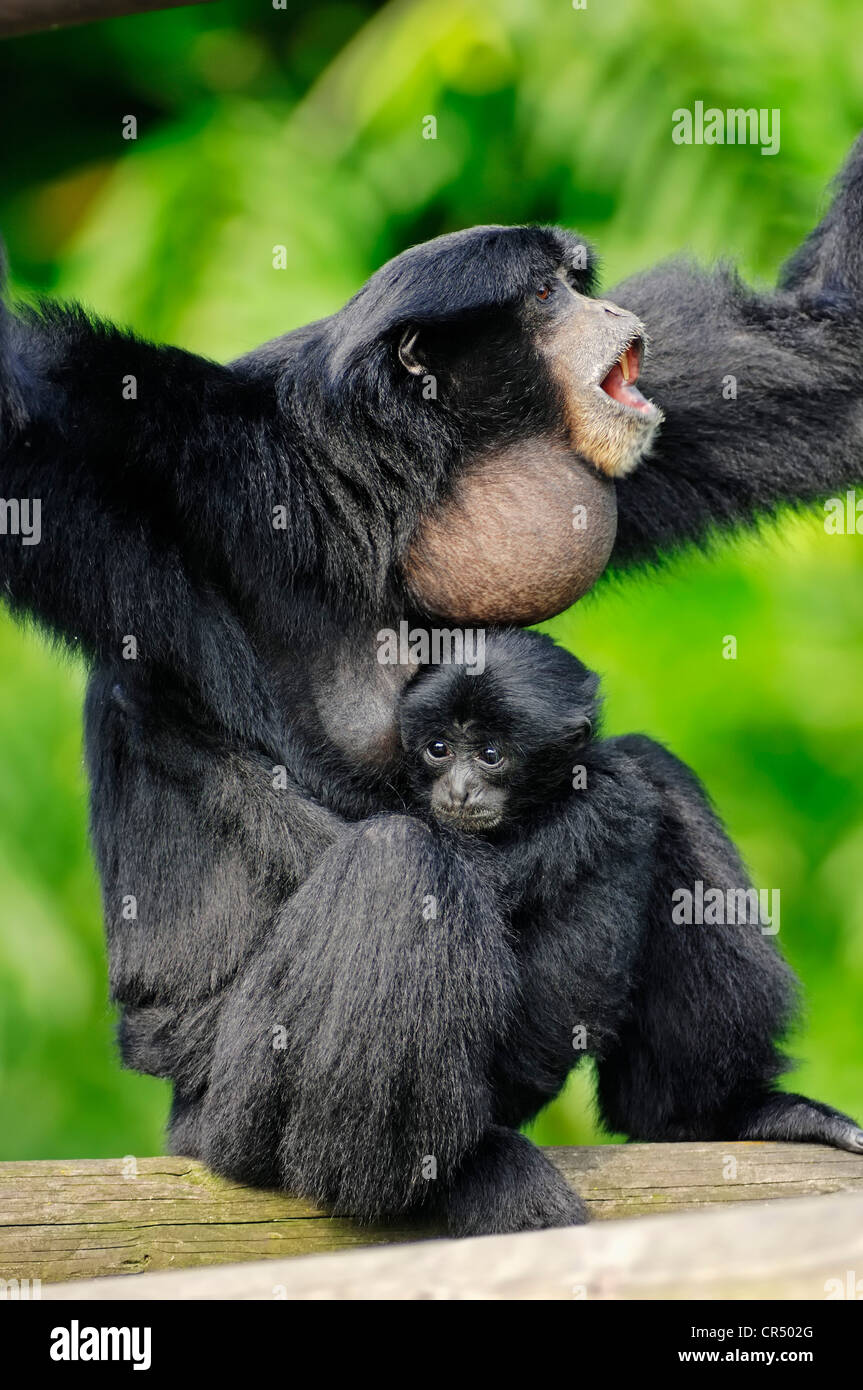 Siamang (Symphalangus syndactylus, Hylobates syndactylus), calling ...