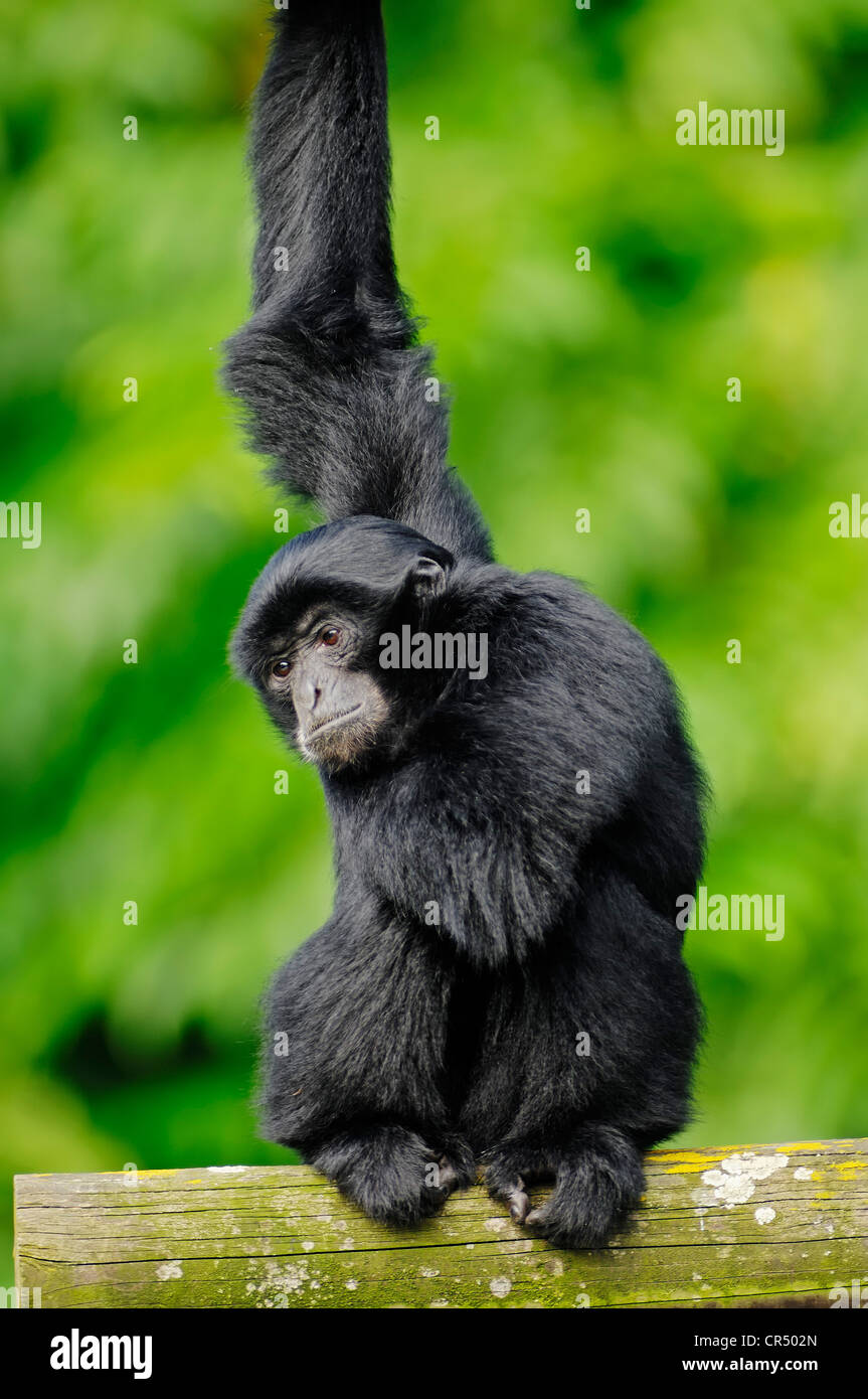 Symphalangus syndactylus hylobates siamang hi-res stock photography and ...