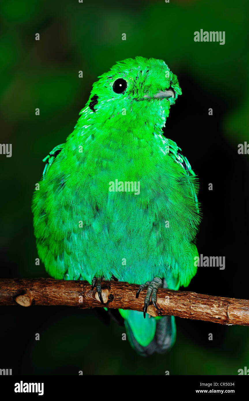 Green calyptomena hi-res stock photography and images - Alamy