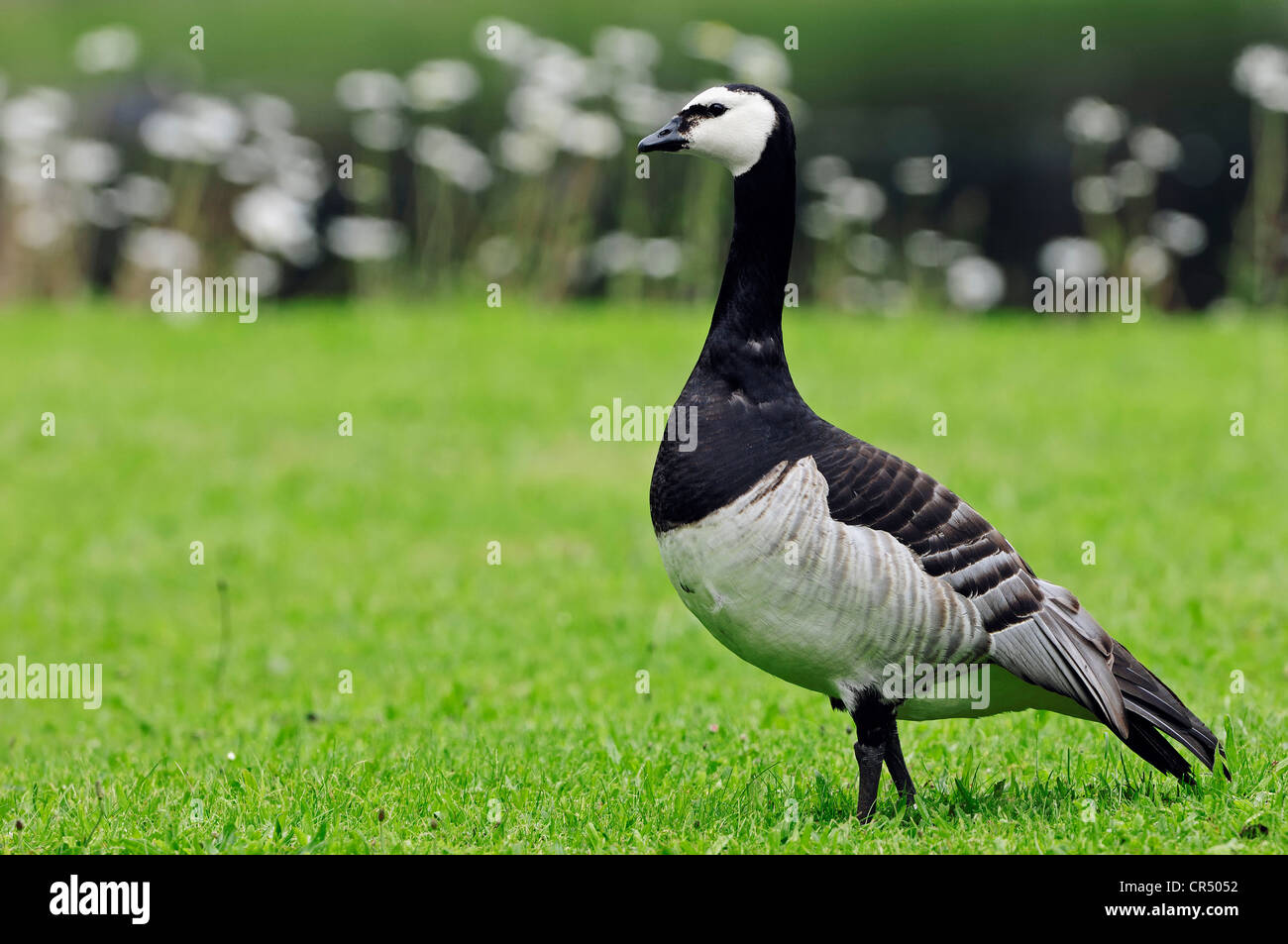Black goose face hi-res stock photography and images - Alamy