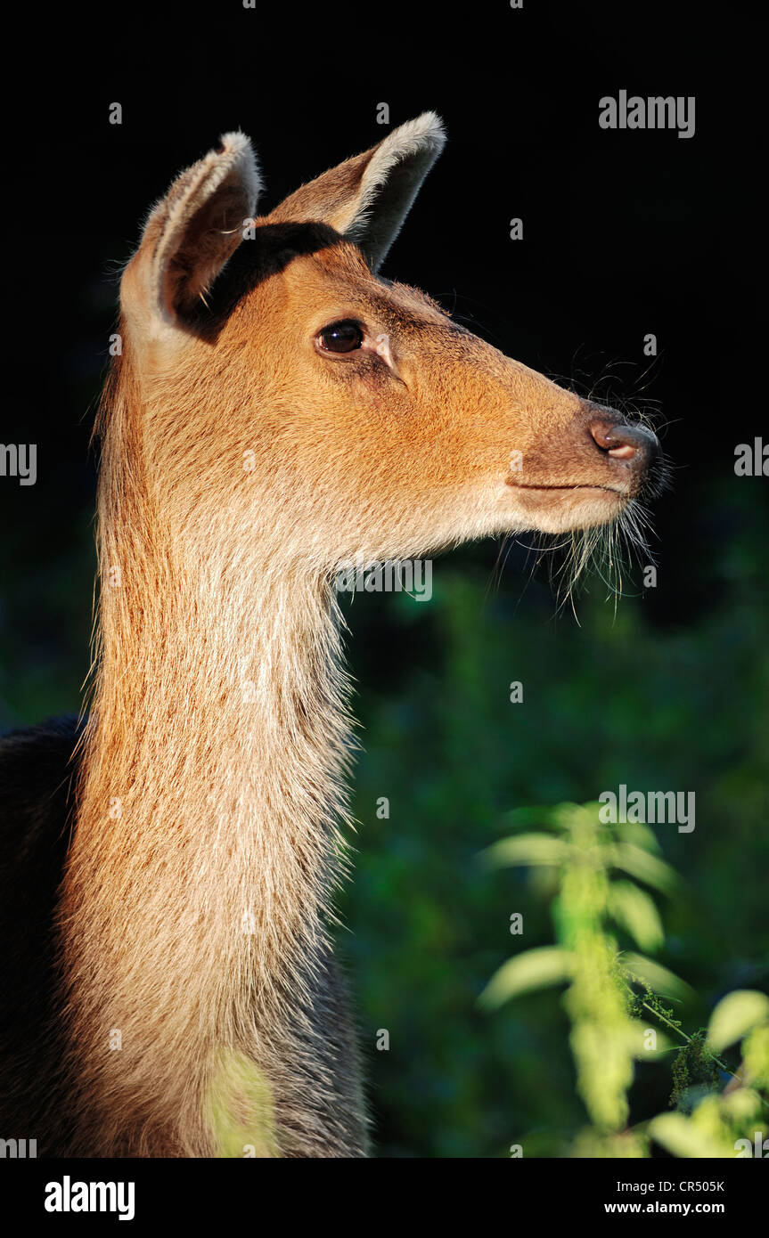 Female barasingha hi-res stock photography and images - Alamy