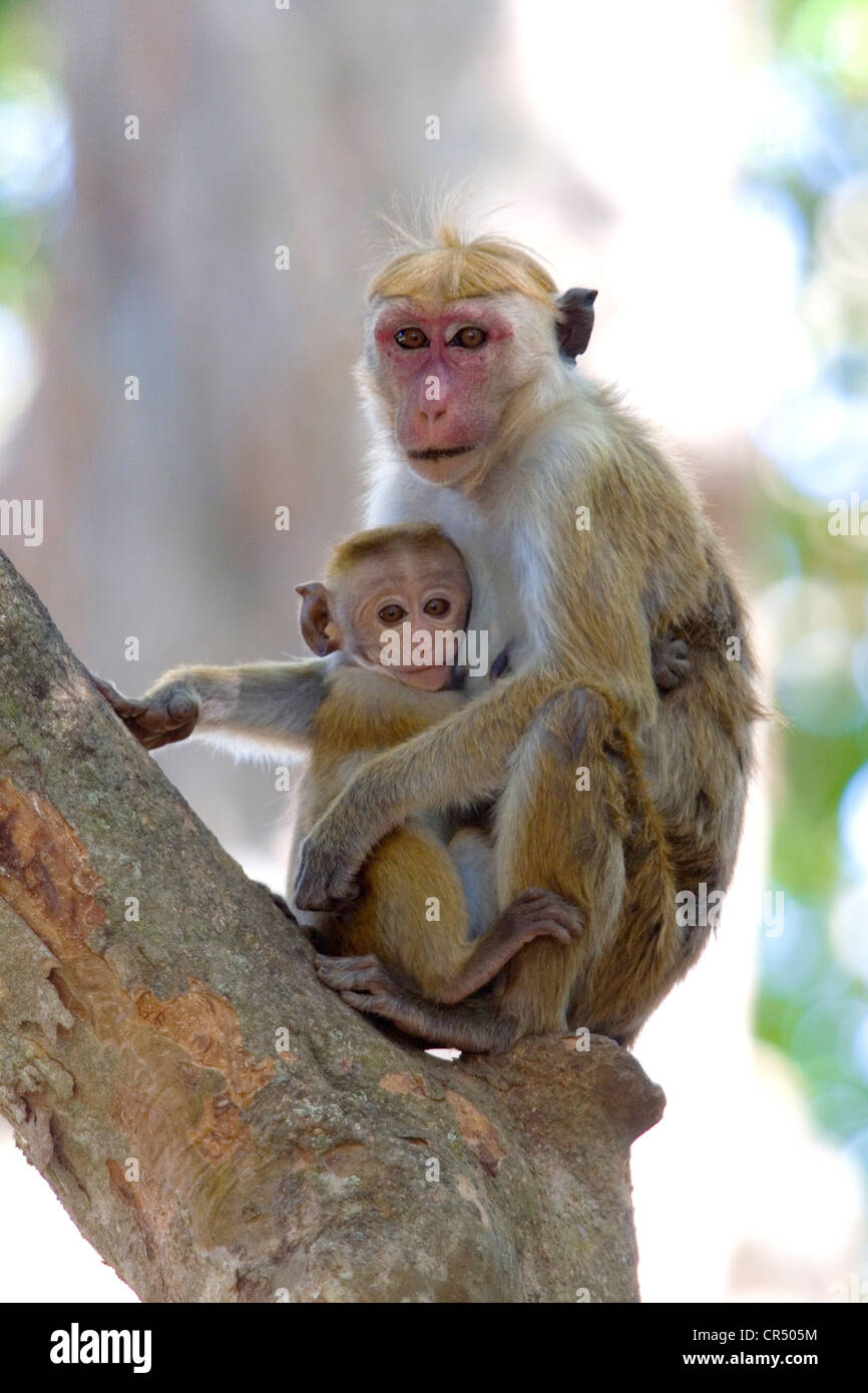 Sri lanka monkey hi-res stock photography and images - Alamy