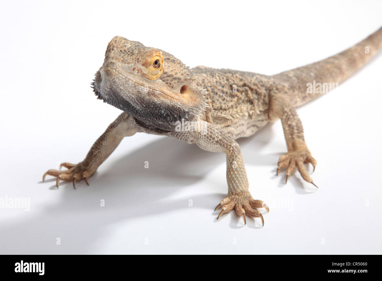 Dragons Claw High Resolution Stock Photography and Images - Alamy